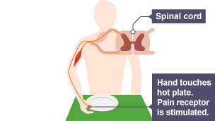 BBC Bitesize - National 5 Biology - Control and communication - Revision 3