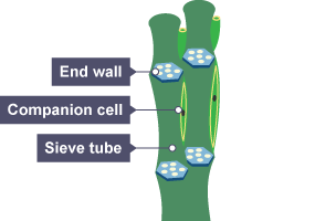 Phloem transport system - Revise: Transport systems - Plants - National ...