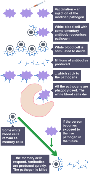 Vaccinations - Preventing, treating and curing diseases - AQA Synergy ...