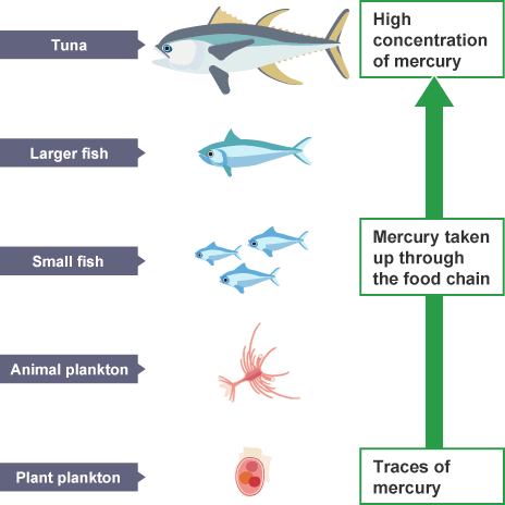 Bioaccumulation Diagram Bioaccumulation And Eutrophication How Are