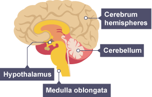 main organs of the nervous system – Exam-Corner