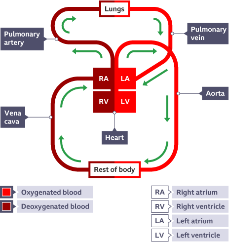 Cardiovascular Blood Flow
