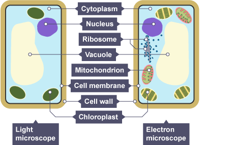 Cheek Cell Drawing Cheek Cell Lab – Living Taxonomy Trinity Valley