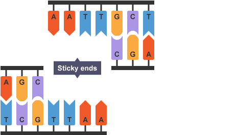 Restriction Enzymes Diagram How Does Restriction Endonuclease