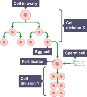 Free response questions - Sample exam questions - using food and ...