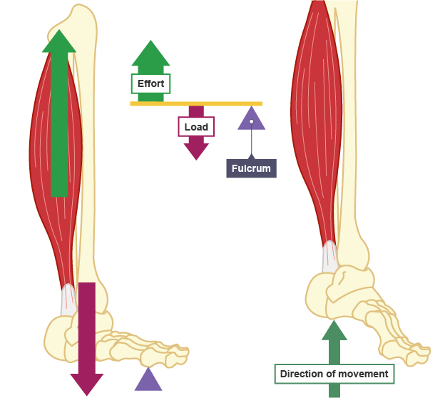 Position Of Lever In Human Body Organs On Left Side Of Body: Inside