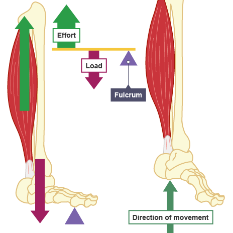 Ocr Gcse Pe Movement Analysis Levers And Planes OCR GCSE PE Revision