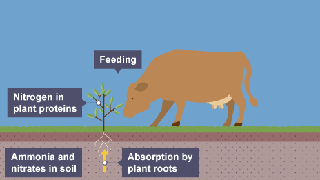 Nitrogen Cycle Grade 7 430+ Nitrogen Cycle Stock Photos, Pictures