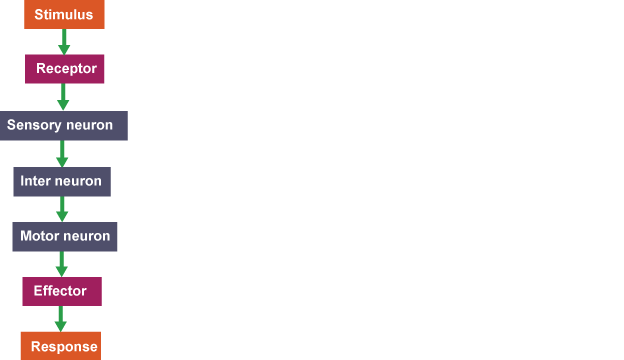 Nervous System Flow Chart