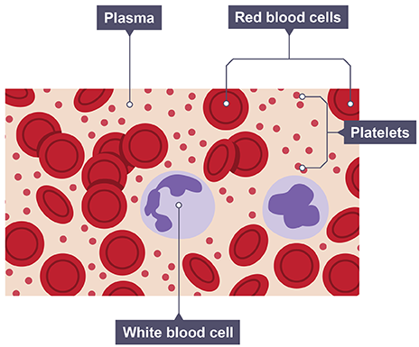 White Blood Cells Worksheet Ks3 Blood Components Science: KS3
