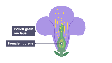 Reproductive Parts Of A Flower Sexual Reproduction In Flowering Plants