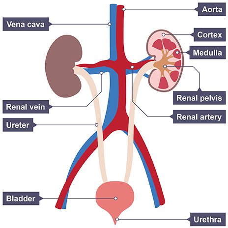 With The Help Of A Labelled Diagram Of Human Excretory