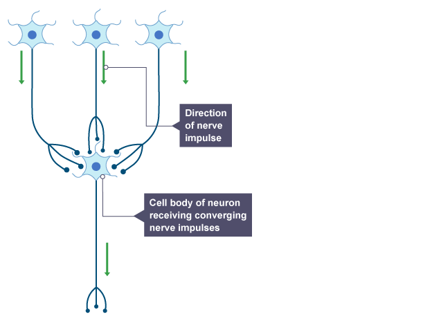 Somatic Sensory Nerves Nervous System Divisions Of The Nervous
