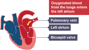 The heart - Animal organisation - transport systems - AQA - GCSE ...