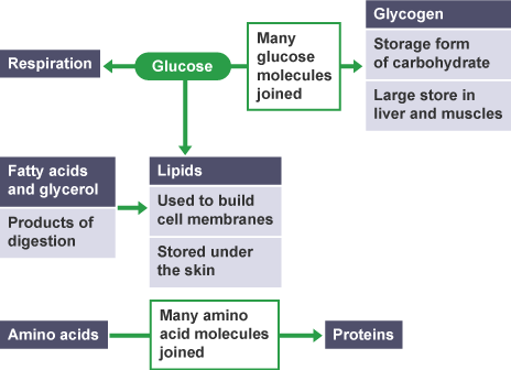 Respiration Higher Level