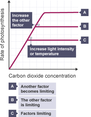 Six-mark questions - Sample exam questions - bioenergetics - AQA - GCSE ...