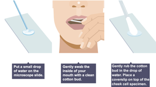 Prescribed practical B1 - Making slides - Prescribed practical B1 ...