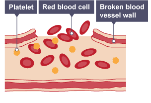 Blood - Cellular respiration and transport - Edexcel - GCSE Combined ...