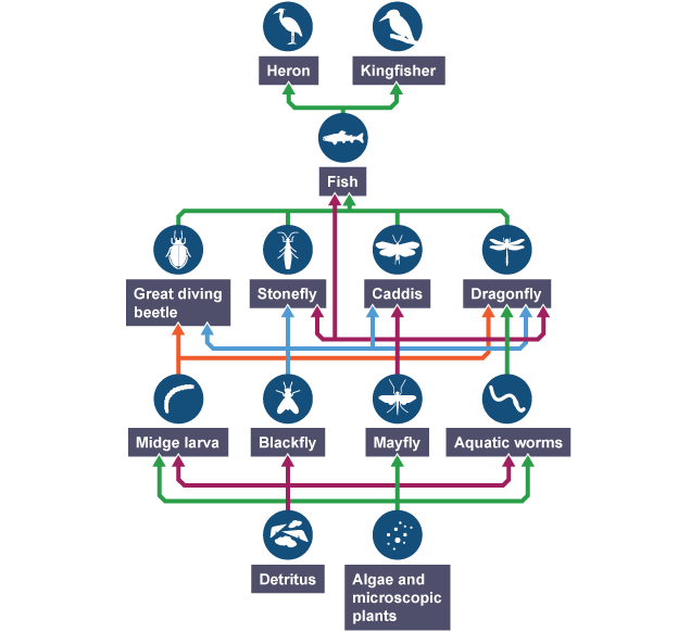 Freshwater Food Web Diagram