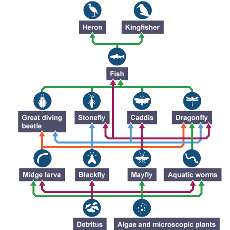 Freshwater Stream Ecosystem Food Web
