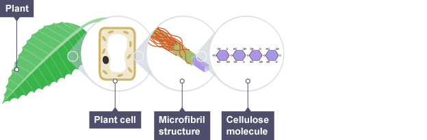 Glucose In Plants New Insights Into The Latest Advancement In