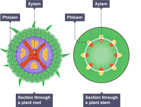 Xylem And Phloem Diagram Of Celery 2,600+ Xylem Stock Photos, Pictures