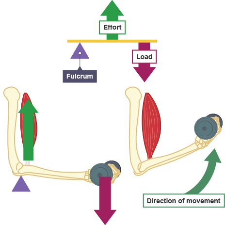 Ocr Gcse Pe Movement Analysis Levers And Planes OCR GCSE PE Revision
