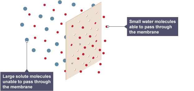 Osmosis - Revision Cards in GCSE Biology