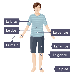 Vocabulary - the body - Health and fitness in French - GCSE French ...