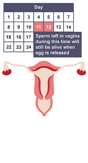 The Menstrual Cycle Reproduction Fertility And Contraception Ccea