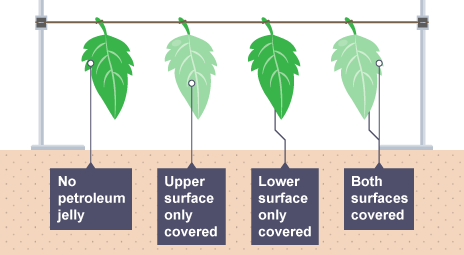 Transpiration Pull Transpiration Stream Structure Of Plants – WJEC