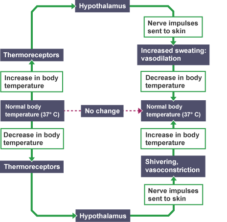 Feedback Loop Diagram Body Temperature