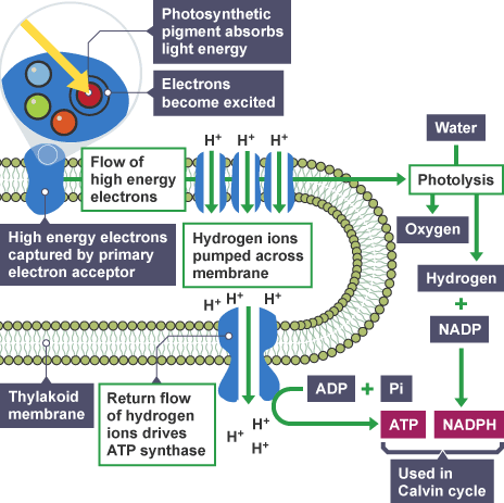 Glucose In Plants New Insights Into The Latest Advancement In
