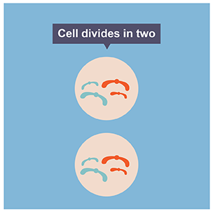 Cell Division - Cell division (CCEA) - GCSE Combined Science Revision ...