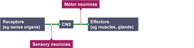 Science-Biology - Revision Notes in GCSE Biology