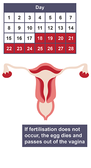 The Menstrual Cycle Reproduction Fertility And Contraception Ccea