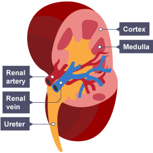 110 Excretion And Structure Of Kidneys Biology Notes
