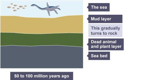 What Can We Learn From Fossils Bbc Bitesize Climate Change: BBC