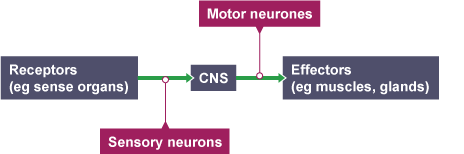 Responsiveness Biology Example Cultural Lenses On The Science Of