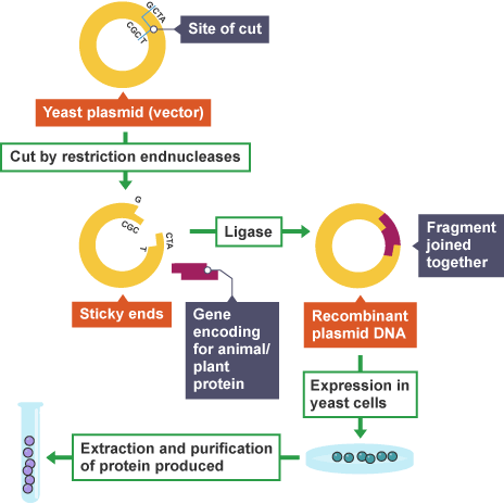 Recombinant Dna Grade 9 Understanding For Igcse Biology 5 Essential