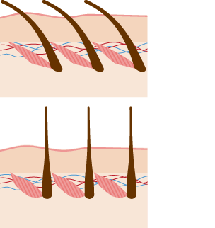 What does the body do when it is too hot? - Maintaining stable body ...