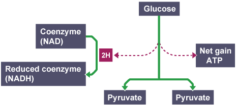 Respiration Higher Level