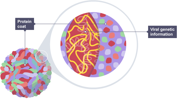Diagrama De Virus Gcse Microorganismos: Bacterias, Hongos