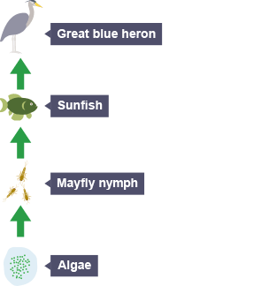 Nymph Food Chain Tick Borne Encephalitis Virus: Seasonal And Annual
