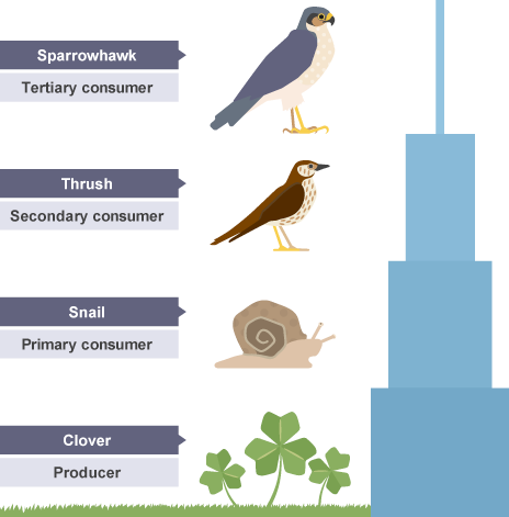 The Rspb Food Chains Pyramids Of Numbers