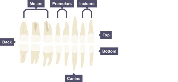 Components Of A Balanced Diet Gcse Pe Bitesize - Coffee House