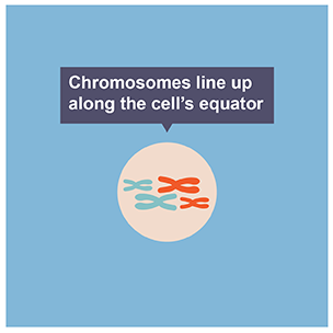 Cell Division - Cell division (CCEA) - GCSE Combined Science Revision ...