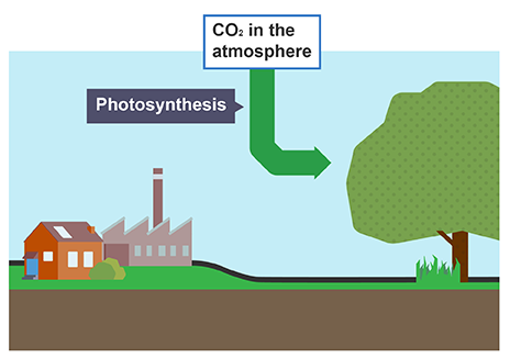 Oxygen And Carbon Dioxide Cycle Carbon Cycle Large Tree Absorbs