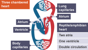 Blood circulation - Revise: Metabolic rate - Higher Biology Revision ...