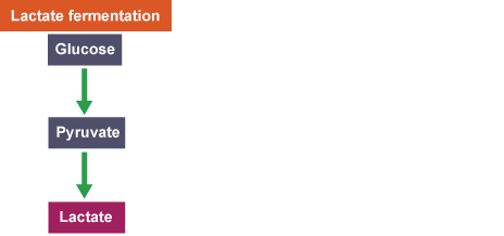 Pyruvate To Lactate